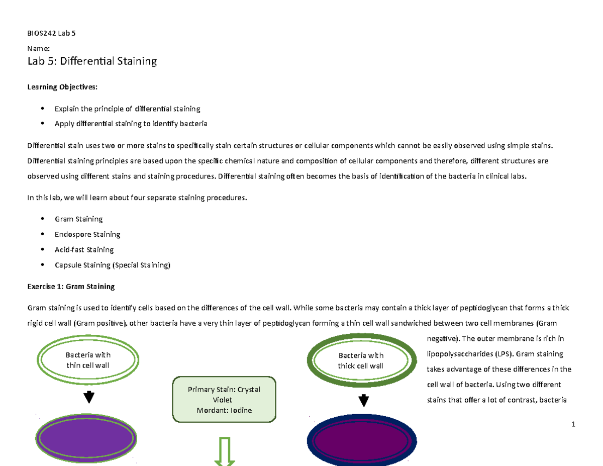 BIOS242 Week 3 Lab 5 Differential Stain - Name: Lab 5: Differential Staining Learning Objectives ...