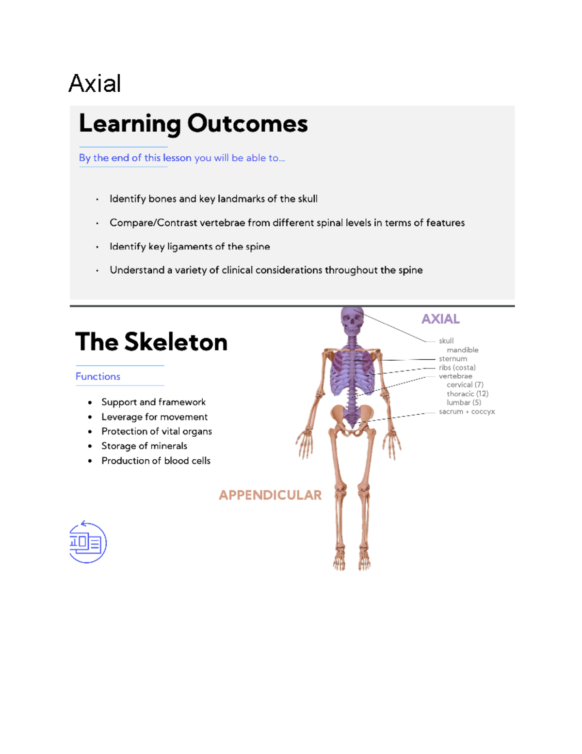 HS 2300 Axial skeleton lectures - Axial The skull Neurocranium bones ...