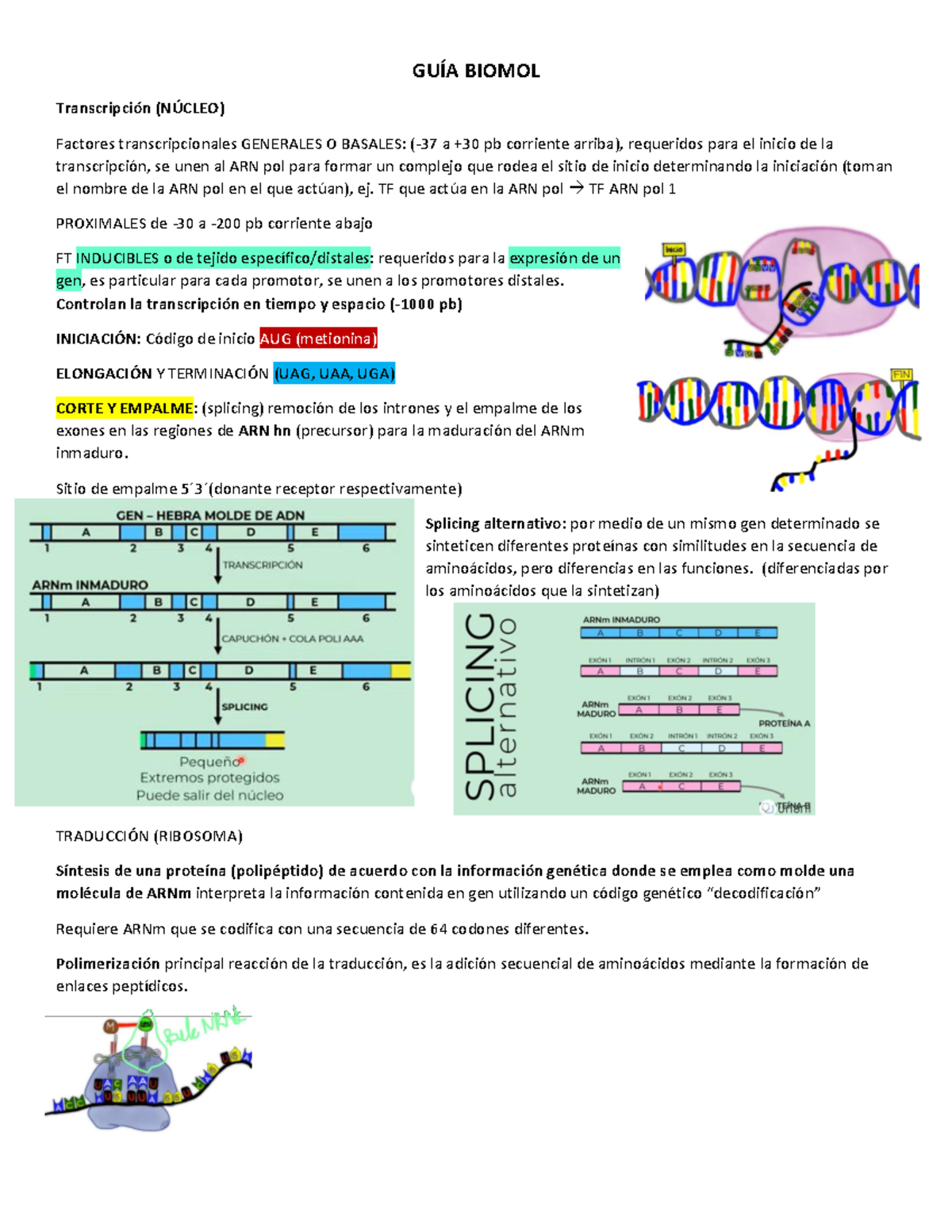 Apuntes Biología molecular - GUÍA BIOMOL Transcripción (NÚCLEO ...