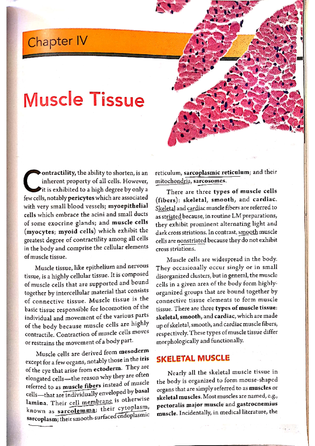 Chapter 4 Muscle Tissue - Medical Surgical - Studocu