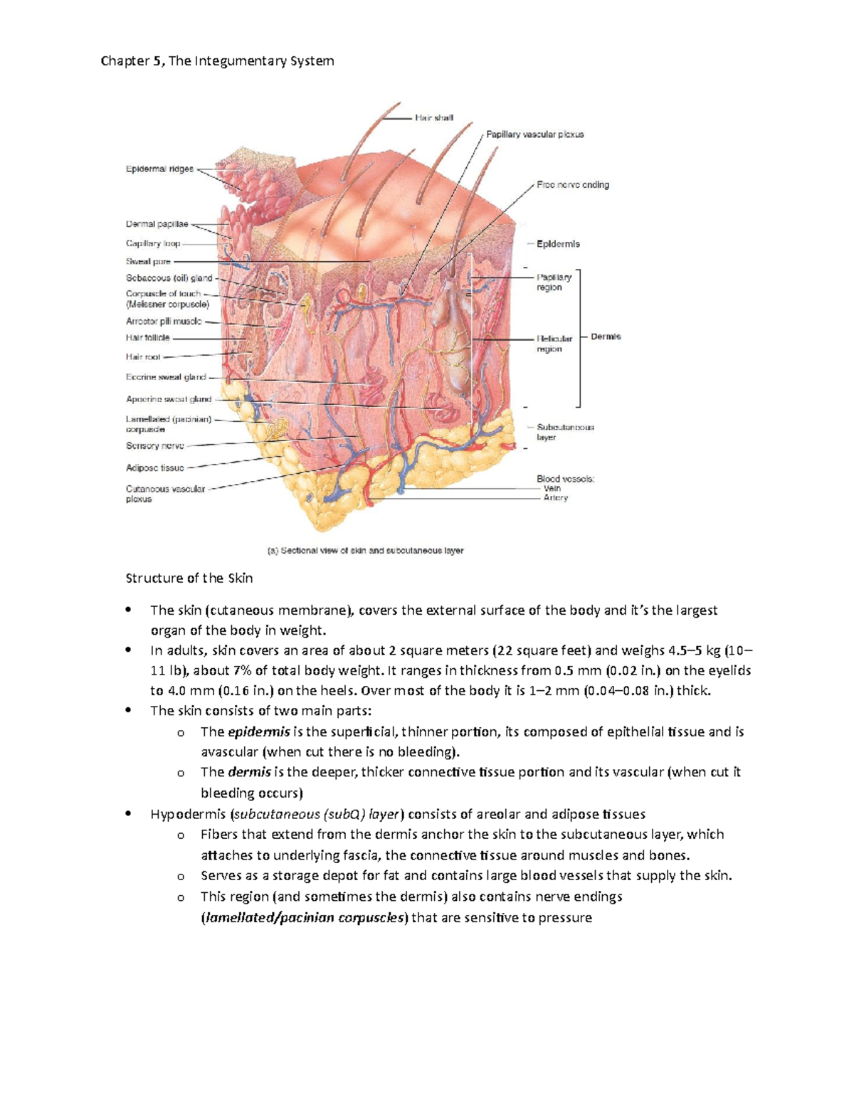 Integumentary System Structure and Functions - Studocu