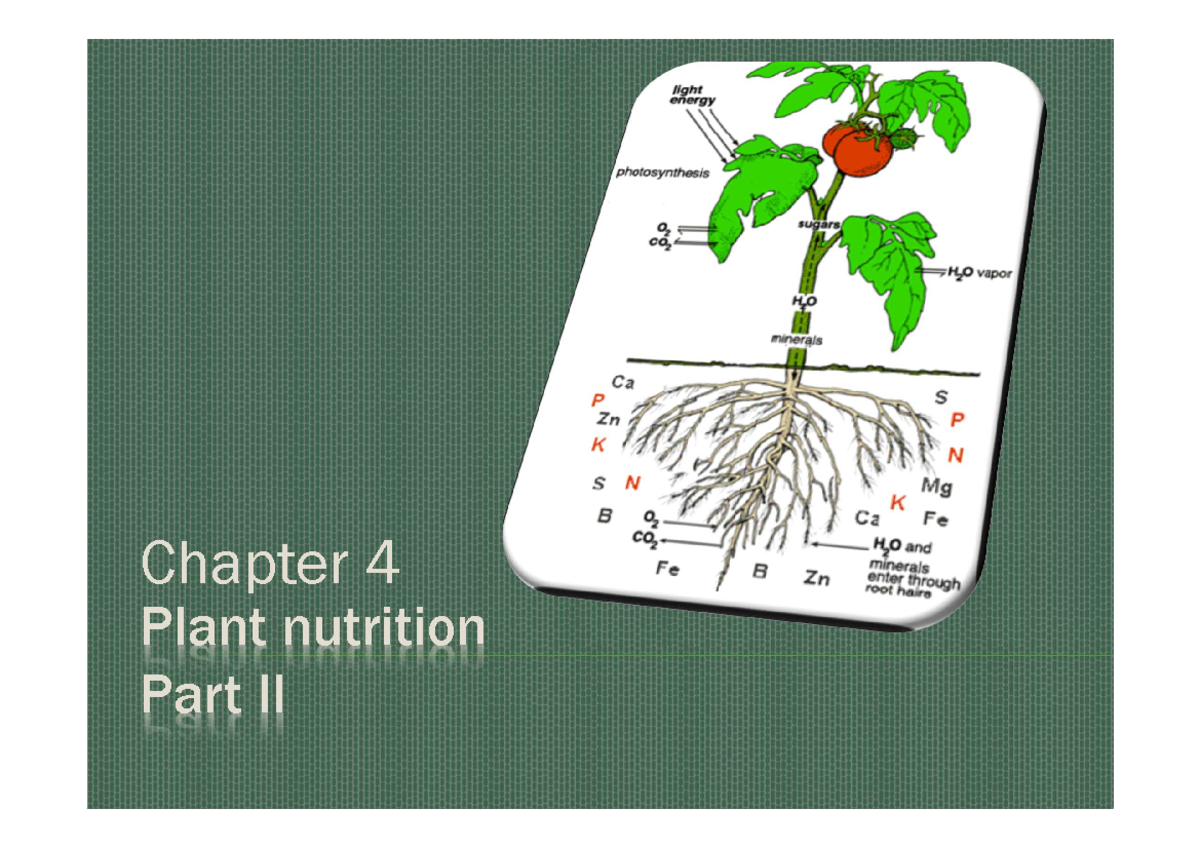 AGRI CROP 2614 Chapter 4 Part II - Plant nutrition Part II Chapter 4 3 ...