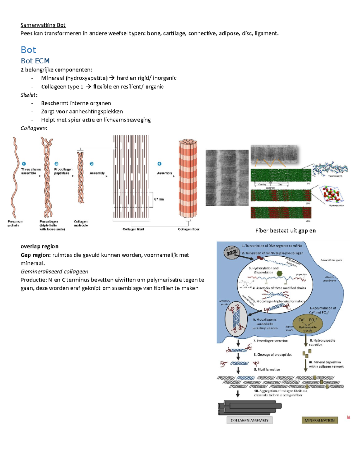 Samenvatting Bot - Samenvatting Bot Pees kan transformeren in andere ...