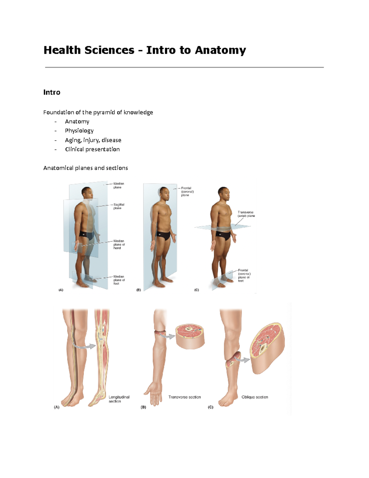 Intro to Anatomy - Health Sciences - Intro to Anatomy Intro Foundation ...