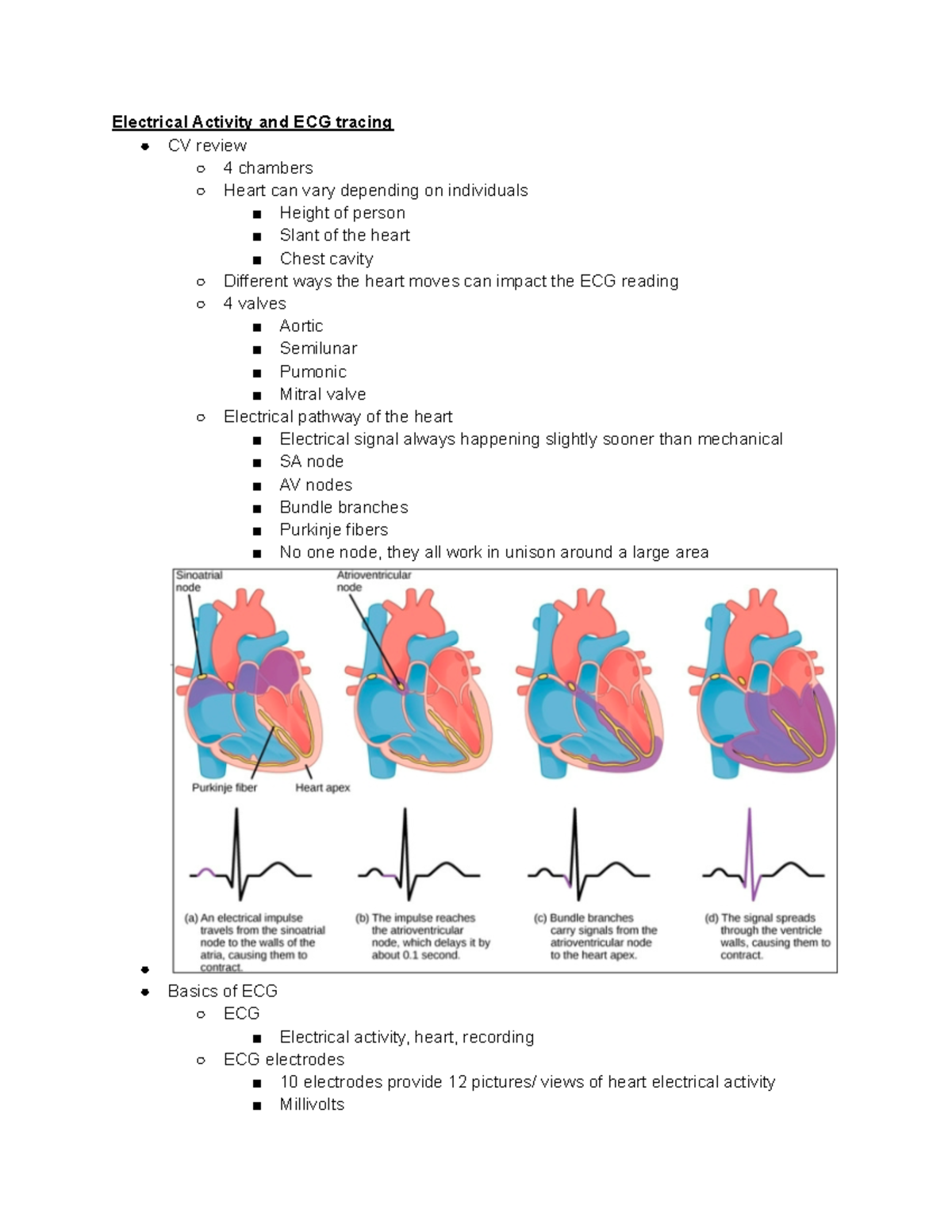 KAAP 665 ECG 1 - notes for exam 1 - Electrical Activity and ECG tracing ...