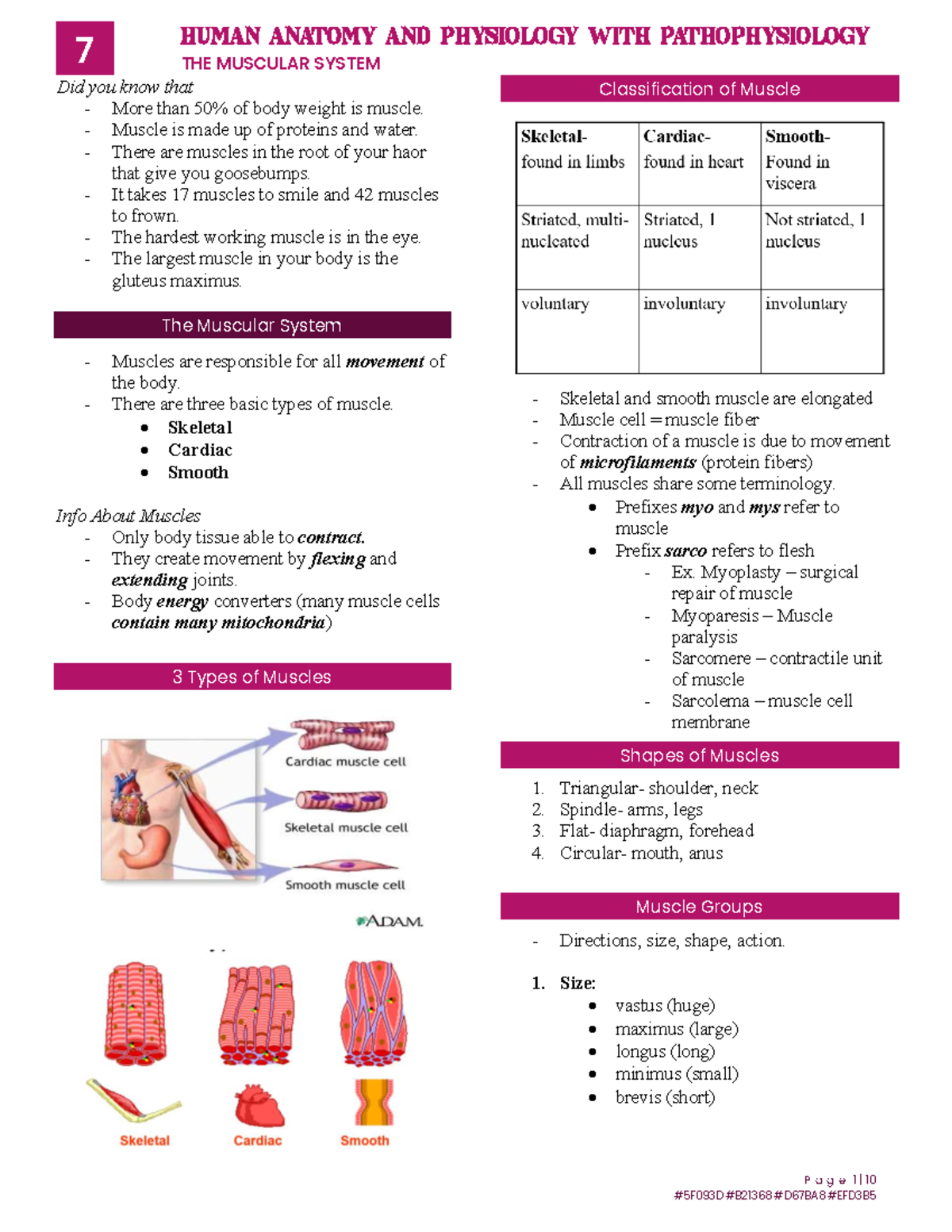 Anaphy-Muscular System(Midterms) - THE MUSCULAR SYSTEM P a g e 1 | 10 7 ...