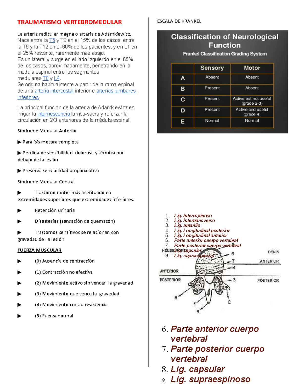 Traumatismo Vertebromedular - TRAUMATISMO VERTEBROMEDULAR La arteria radicular magna o arteria ...
