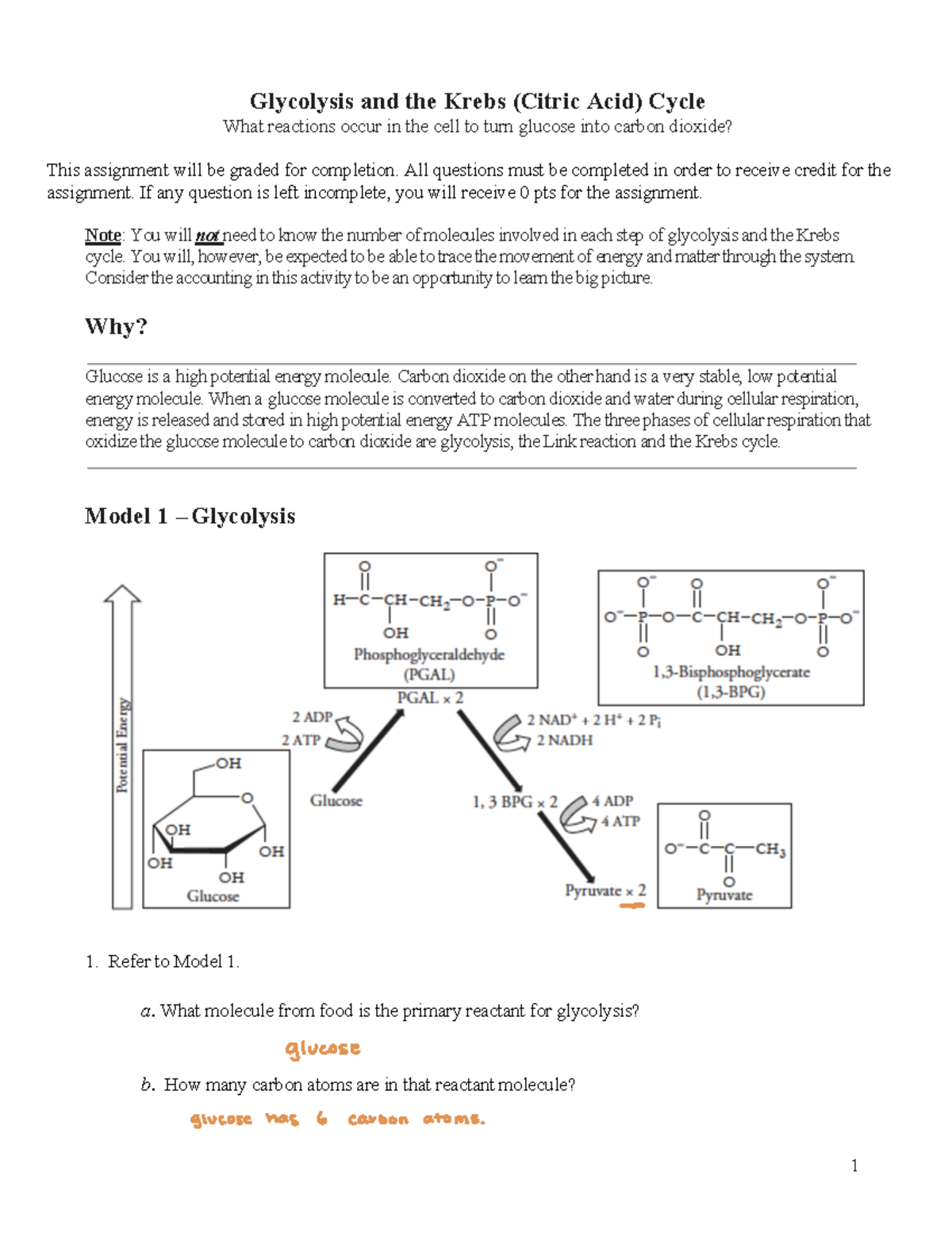 BIO181+Glycolysis+and+the+Citric+Acid+Cycle++Worksheet - Glycolysis and ...