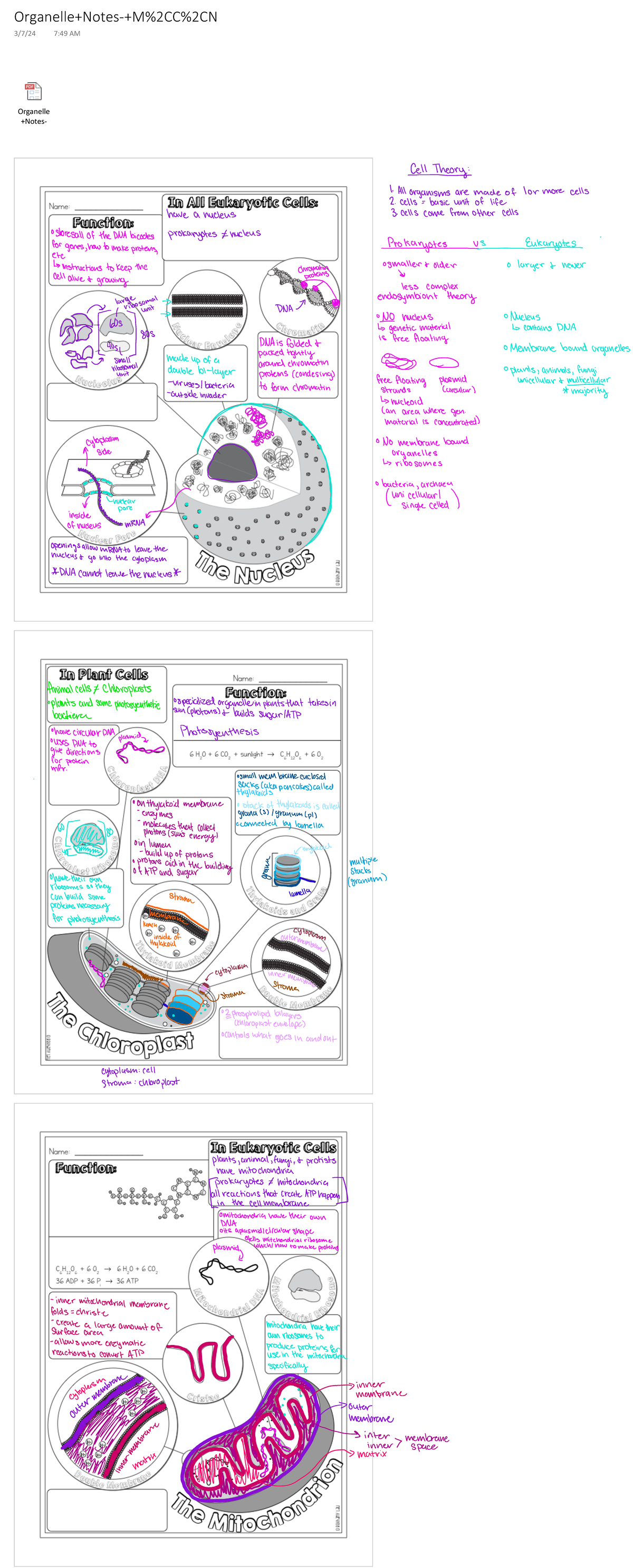 Organelle+Notes-+M%2CC%2CN - Organelle +Notes- Organelle+Notes-+M%2CC ...