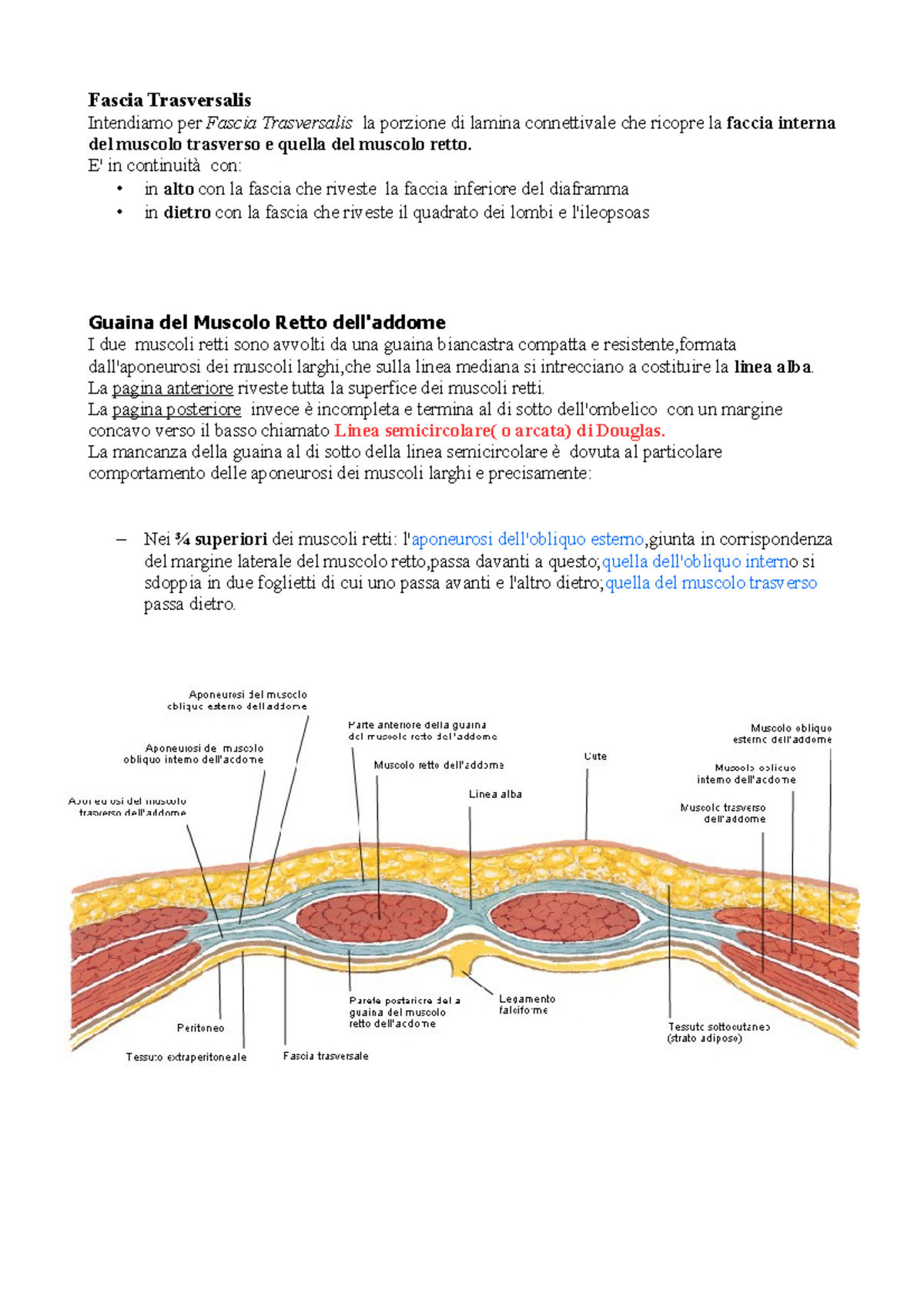 Appunti, lezione 9 - canale inguinale - anatomia 1 - a.a. 2015/2016 ...