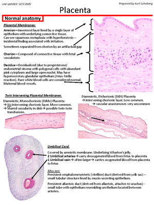 Anatomy Shelf Notes copy - 100 must important GA conceptions Dr ...