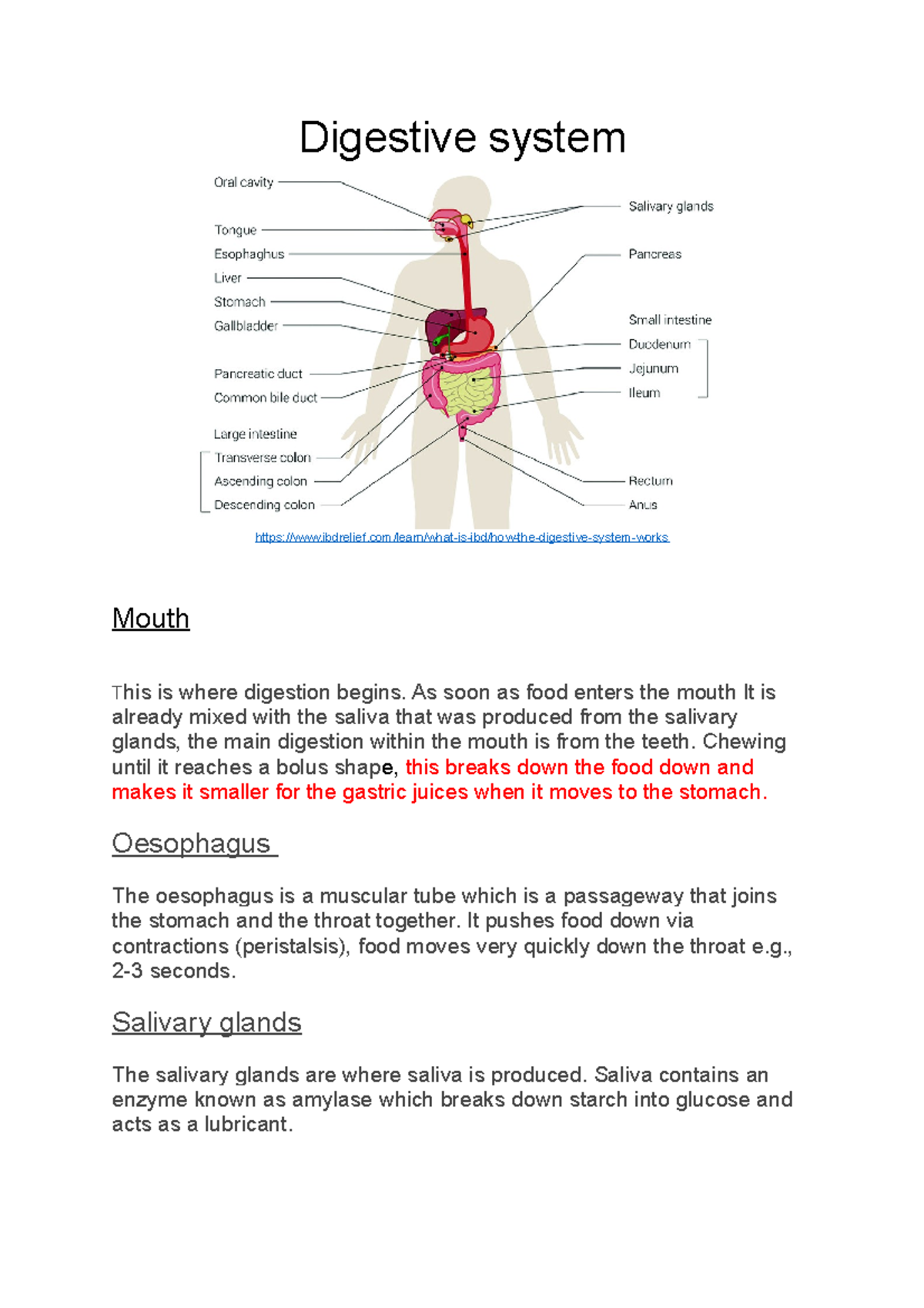 Assignment resub - acheived distinction - Digestive system - Studocu