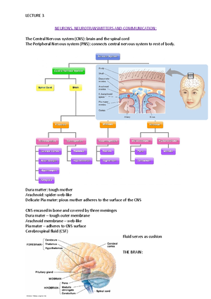 Visual Selective Attention - Cognitive Psychology – Lecture 6: Visual ...