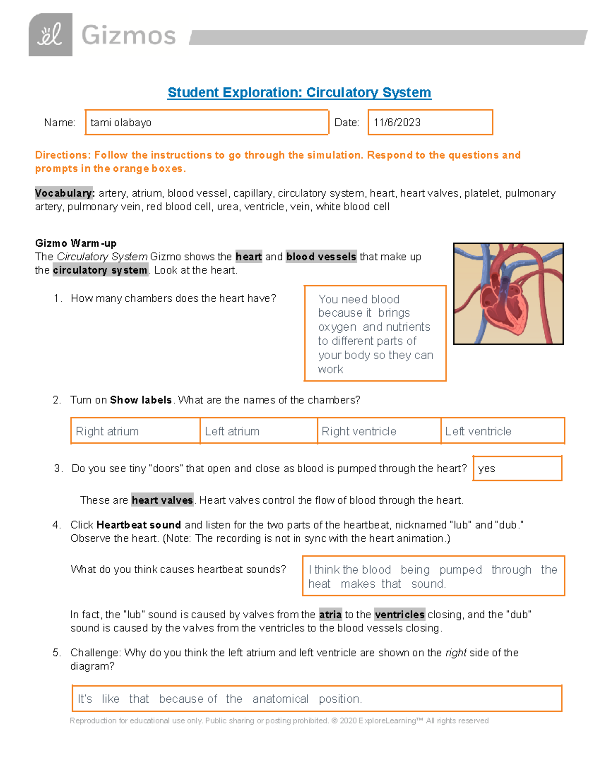 Copy of Copy of Circulatory System SE - Student Exploration ...
