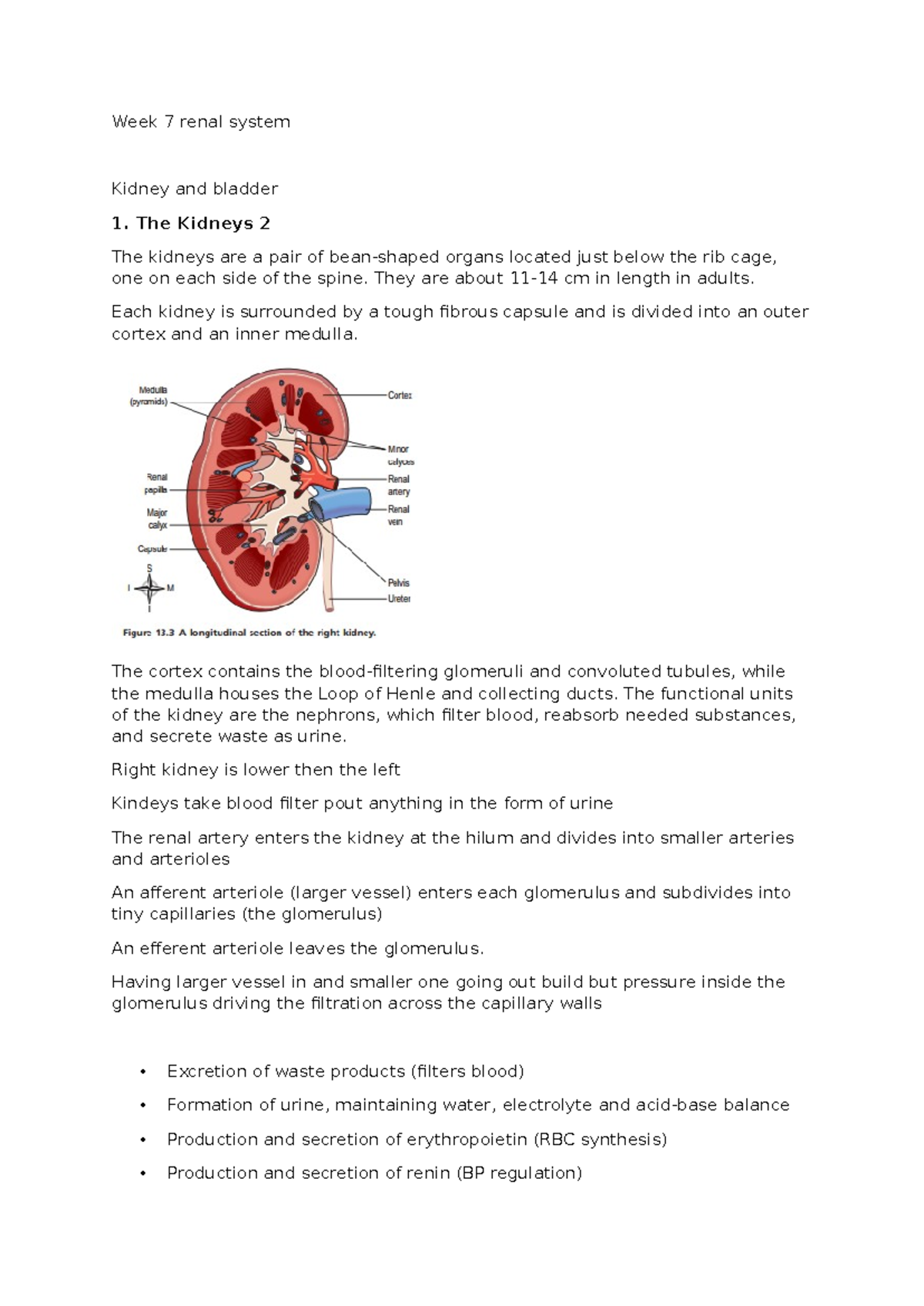 Week 7 renal system - week 7 - Week 7 renal system Kidney and bladder ...