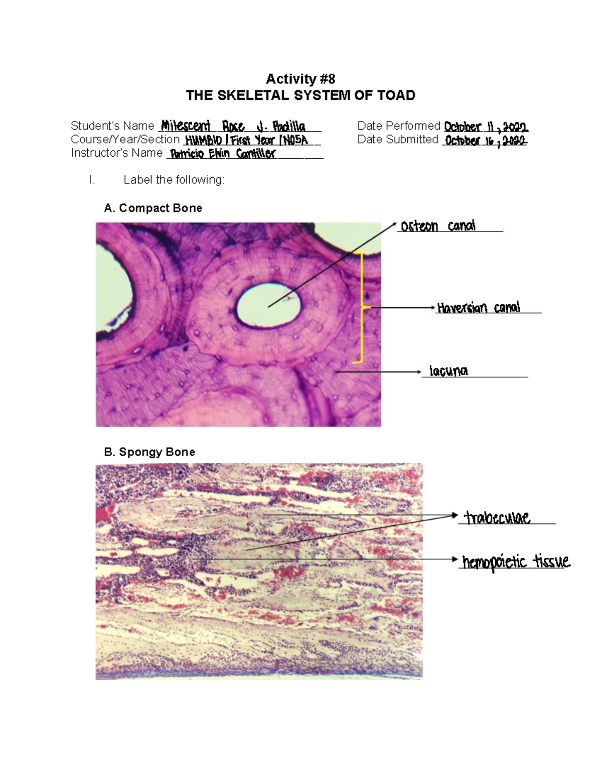 Lbygezo N05A Padilla, Milescent ROSE ACT 8 - Activity # THE SKELETAL ...