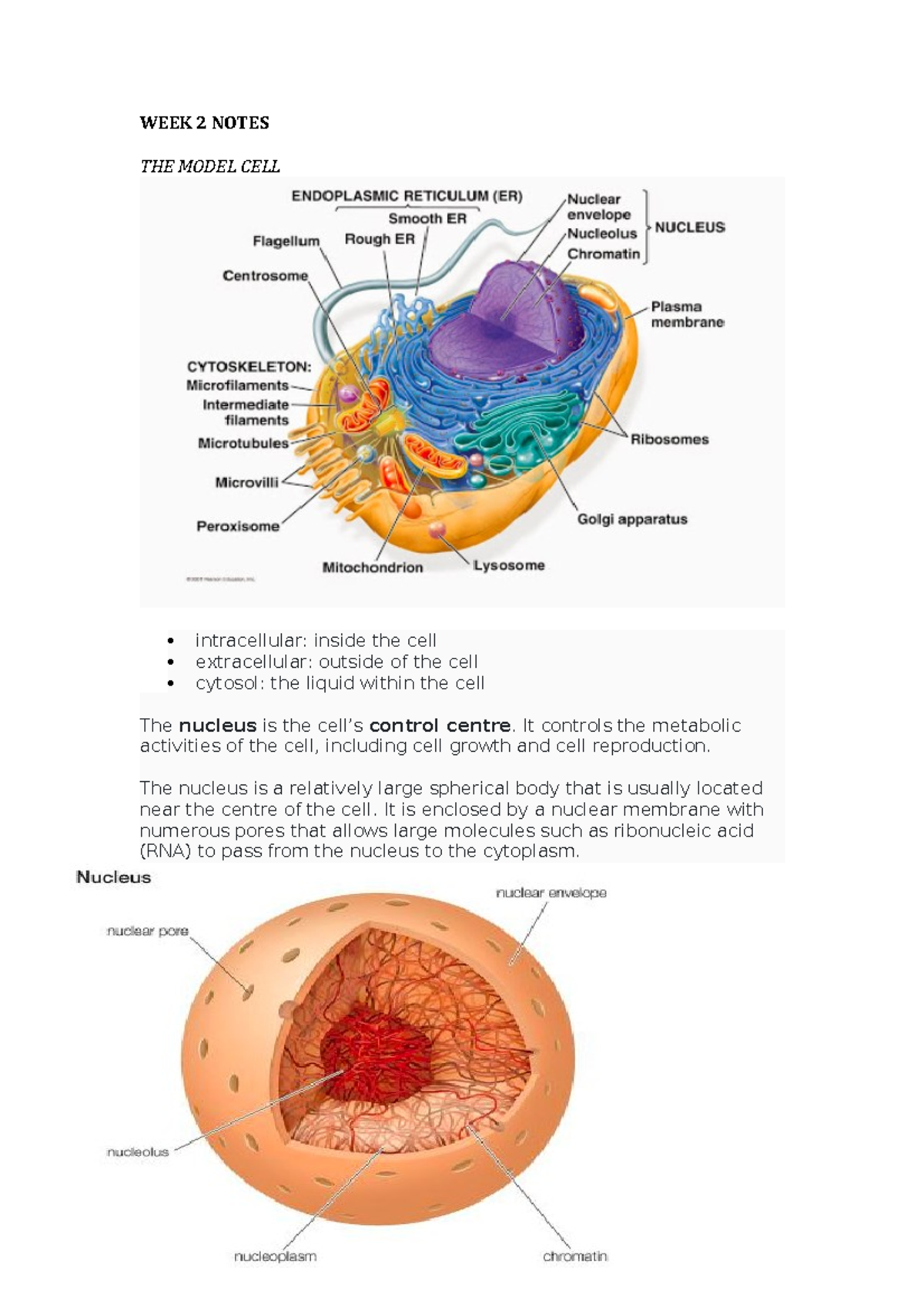 WEEK 2 Notes - WEEK 2 NOTES THE MODEL CELL intracellular: inside the ...