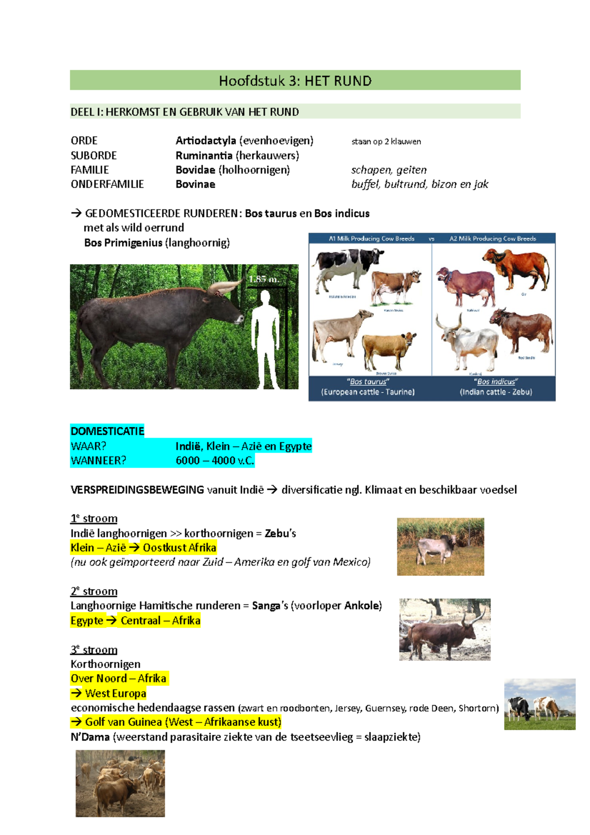 Rassenleer - RUND - Hoofdstuk 3: HET RUND DEEL I: HERKOMST EN GEBRUIK ...