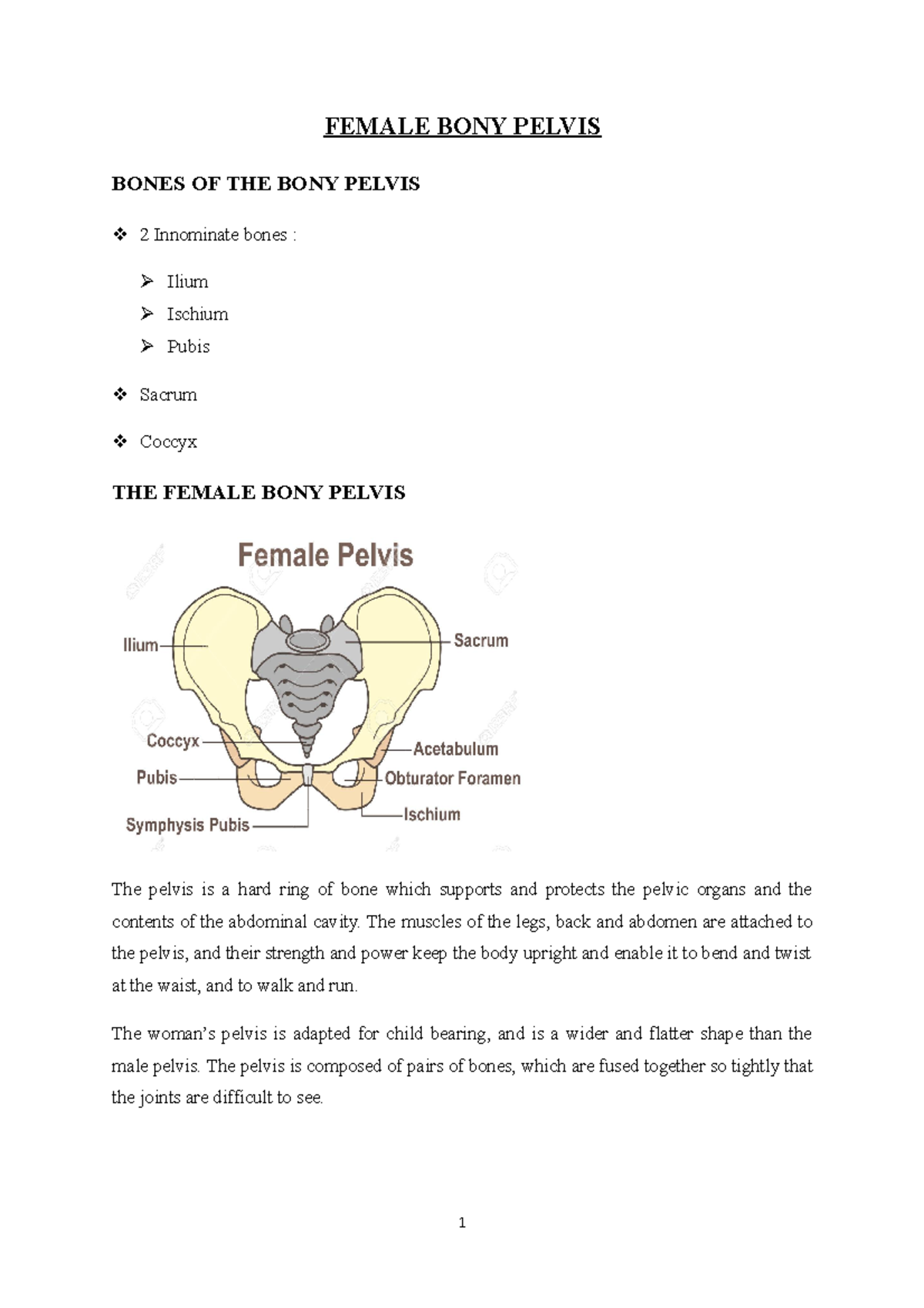 Female BONY Pelvis - FEMALE BONY PELVIS BONES OF THE BONY PELVIS 2 ...