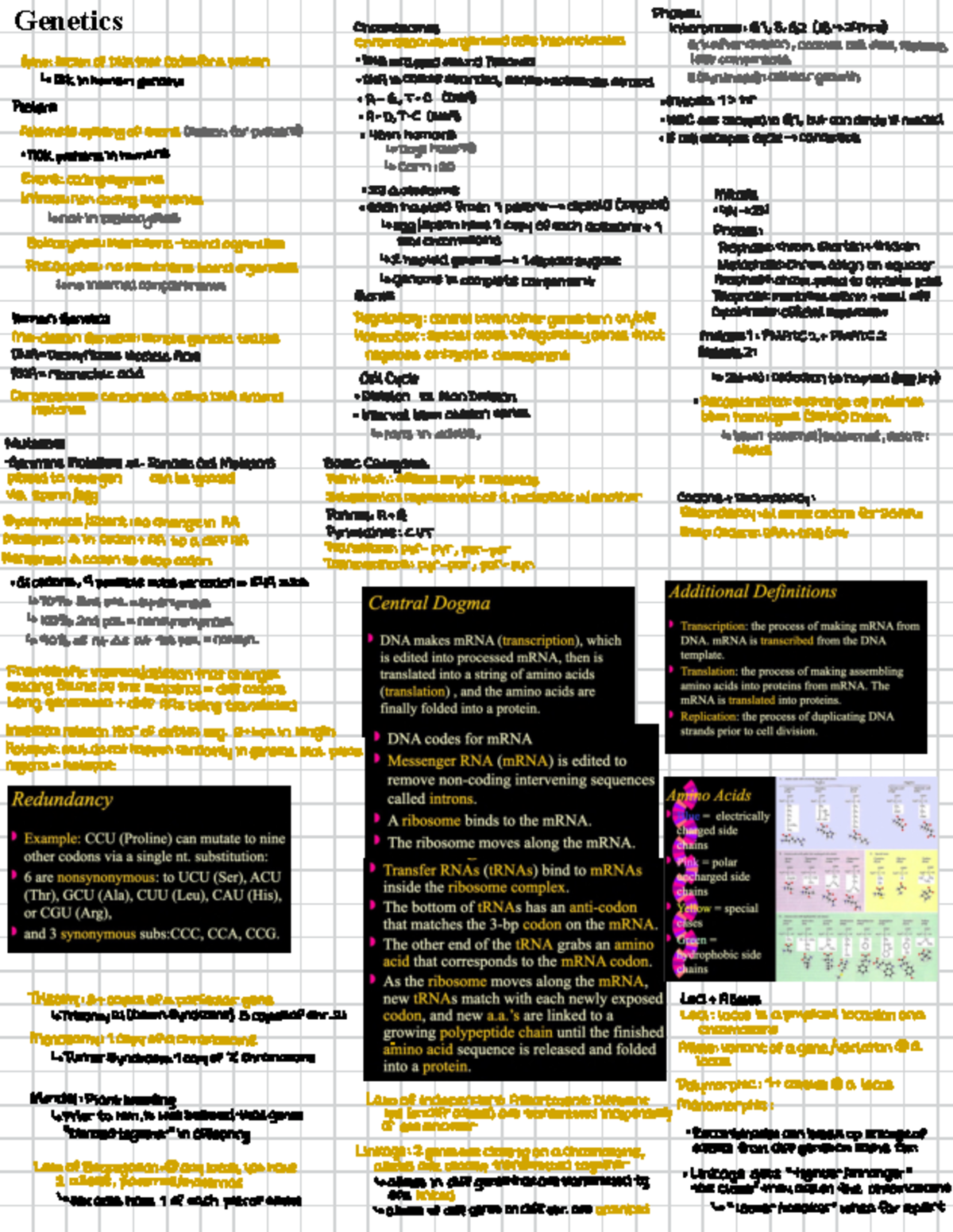 Bio Anthro - Genetics - Genetics Phases : chromosomess: organized cells ...
