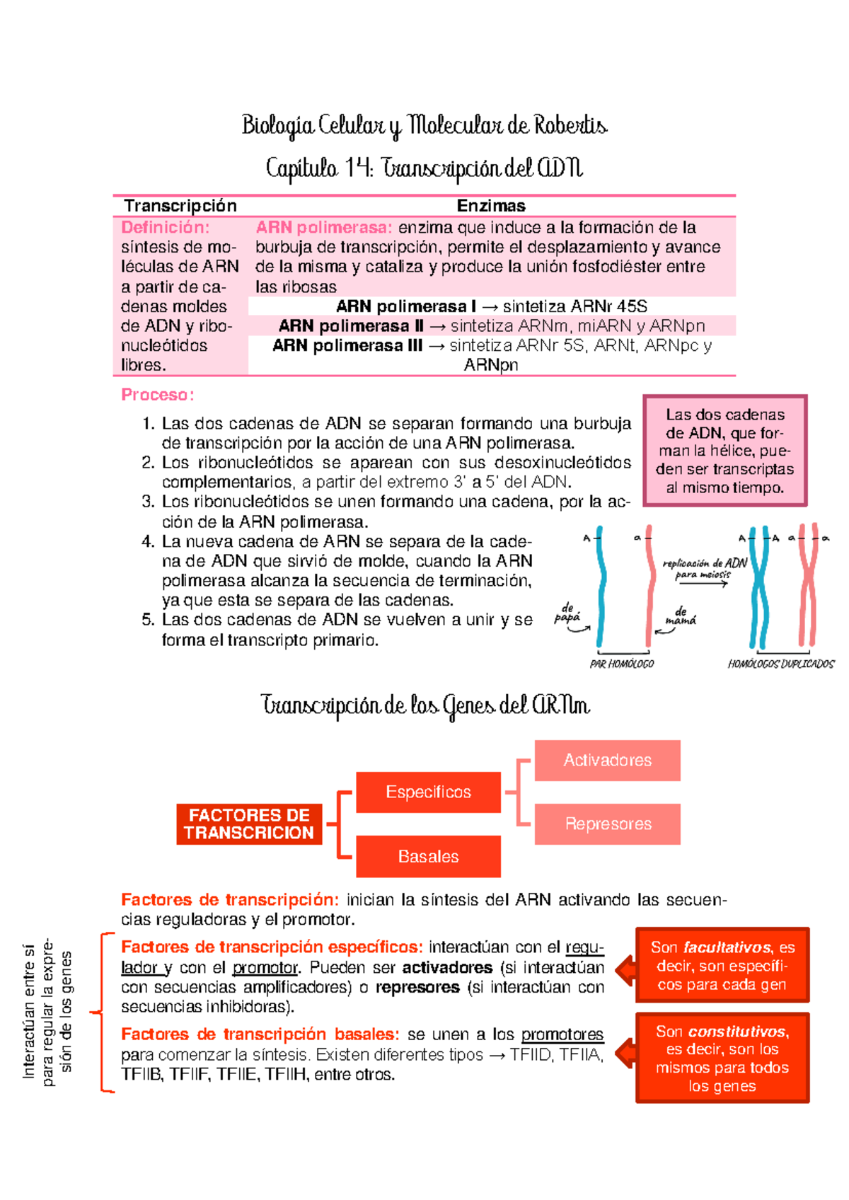 Biología Celular y Molecular de Robertis - capitulo 14 - Las dos cadenas de ADN, que for- man la ...