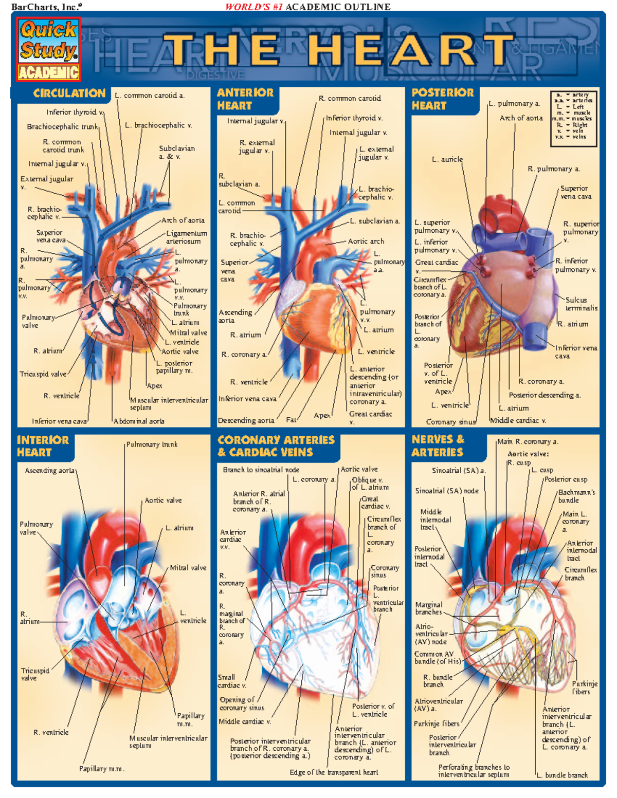 The Heart - Internal jugular v. ANTERIOR HEART POSTERIOR HEART NERVES ...
