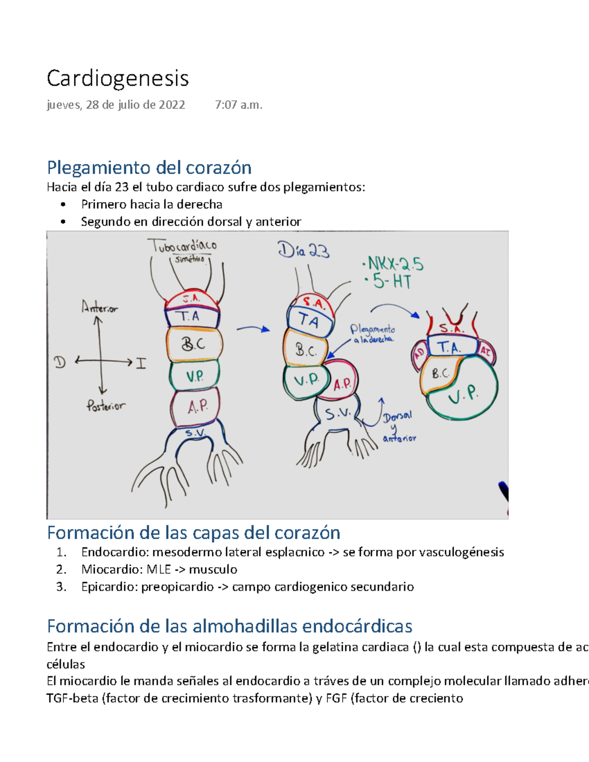 Cardiogenesis - proceso de cardiogénesis - Plegamiento del corazón ...