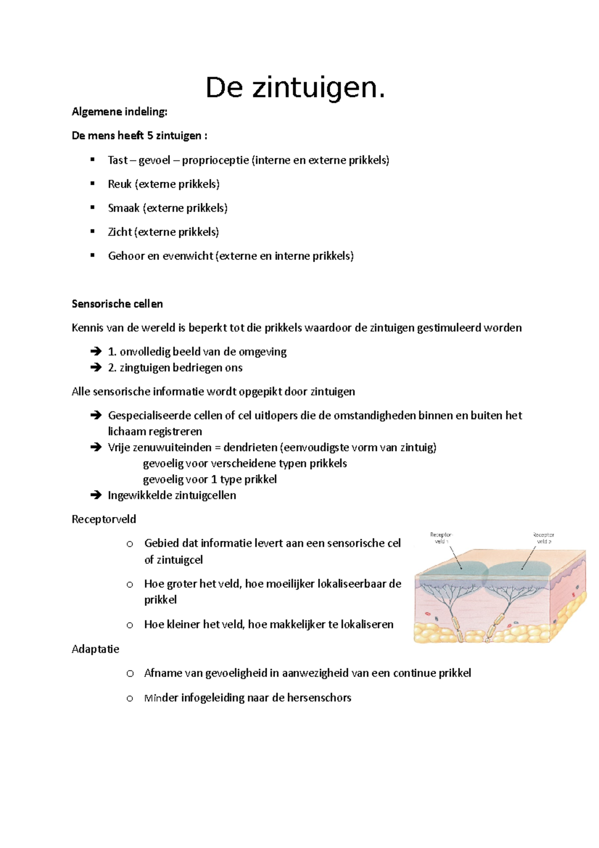 De zintuigen - Samenvatting voor de schriftelijke examen VPK 2 ...