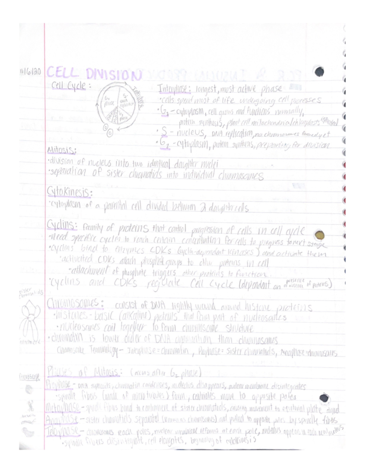 Cell Division - IB Biology Notes - L41 2960 - Studocu