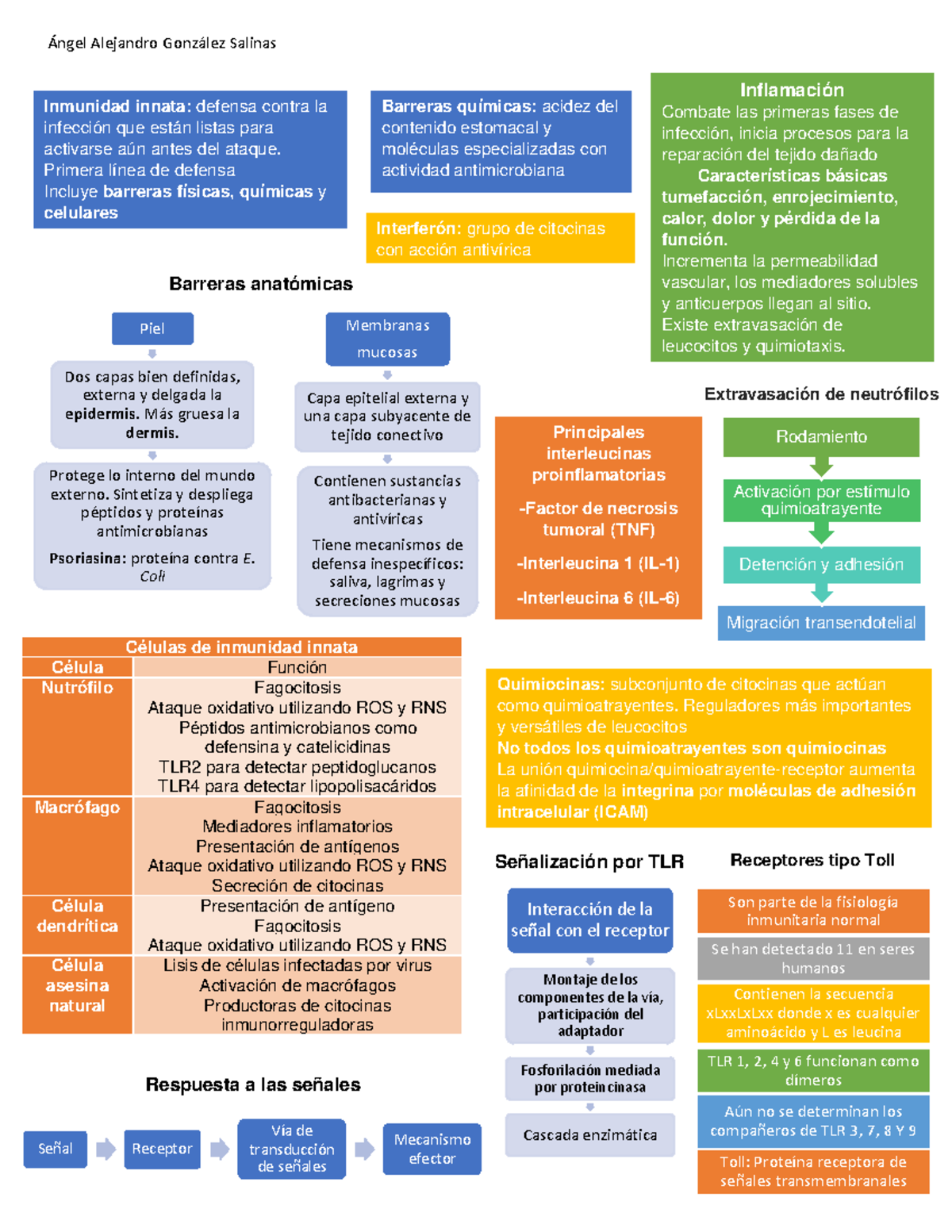Inmunidad innata - Primera línea de defensa Incluye barreras físicas ...