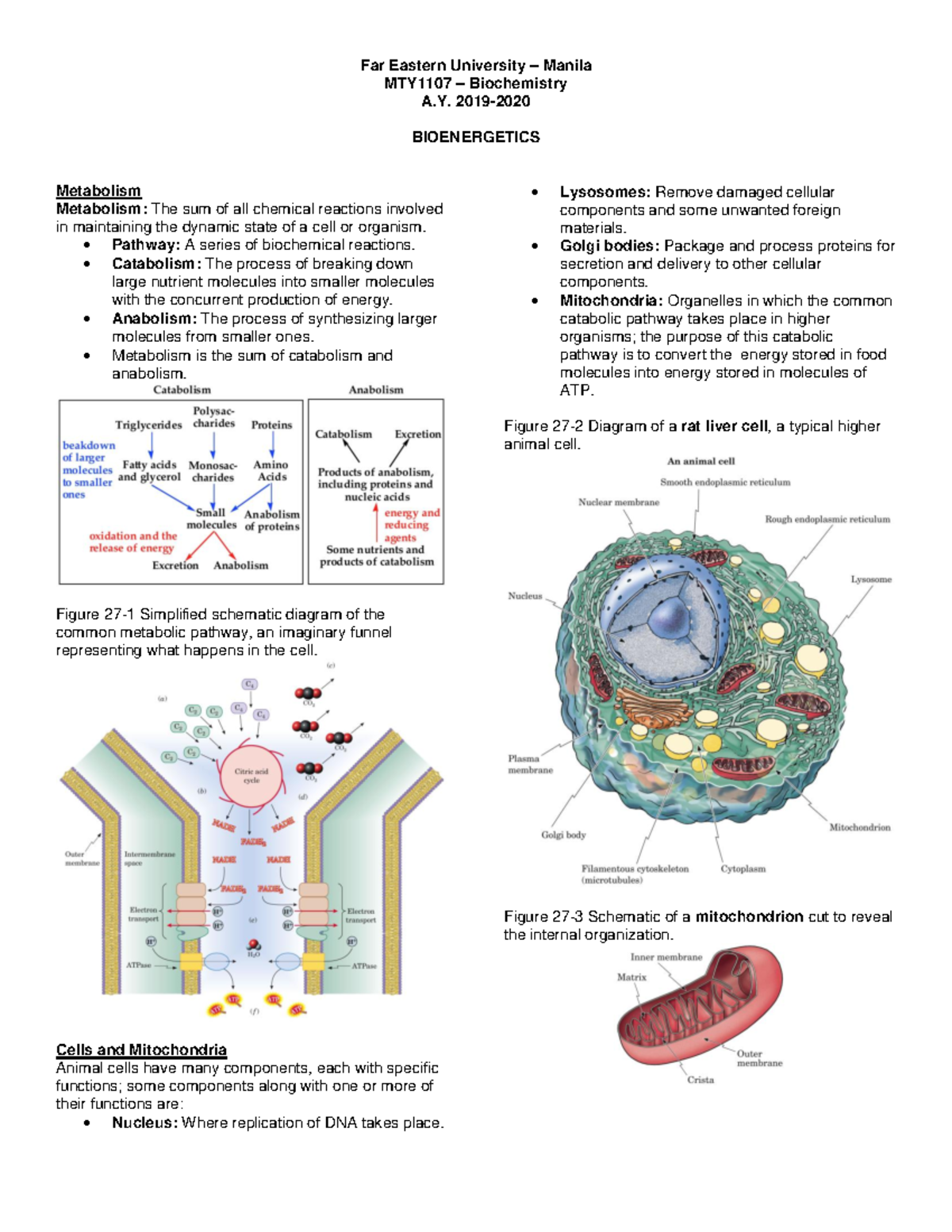 Handout on Bioenergetics - Biochemistry - Far Eastern University ...