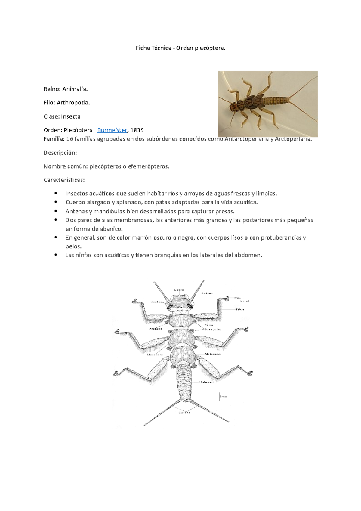 discusion de resultados - Ficha Técnica - Orden plecóptera. Reino: Animalia. Filo: Arthropoda ...