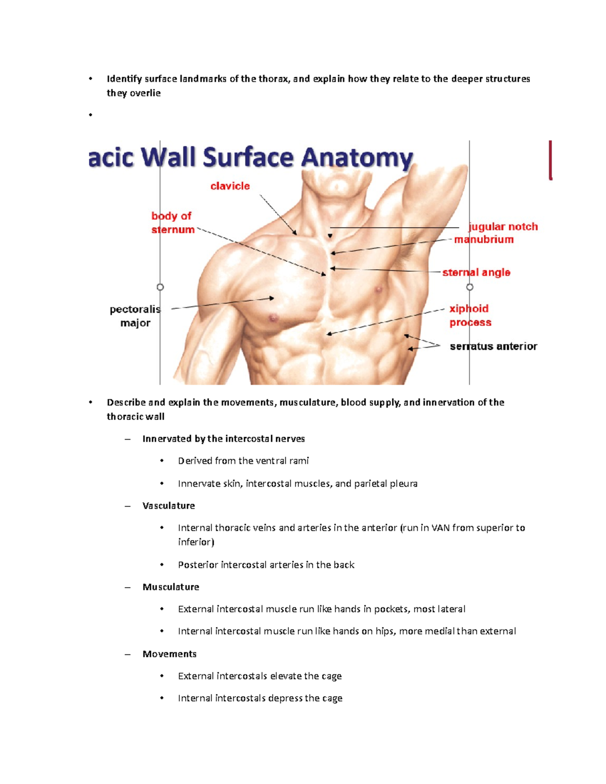 Unit2Lecture 1b Learning Objectives Thorax - Identify surface landmarks ...