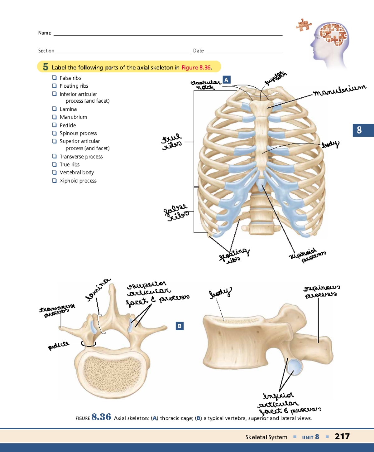 API LAB 4 Amerrman - Skeletal System! UNIT 8! 217 8 5 Label the following parts of the axial ...