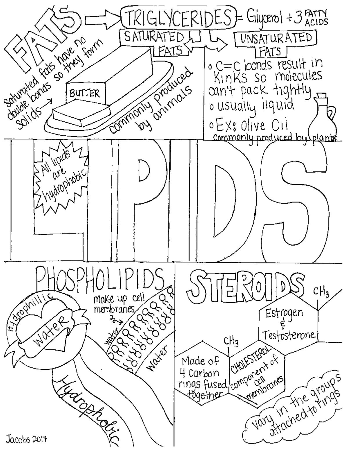 Lipids+sketch+notes - Good and helpful notes - TRIGLYCERIDES Glycerol 3 ...