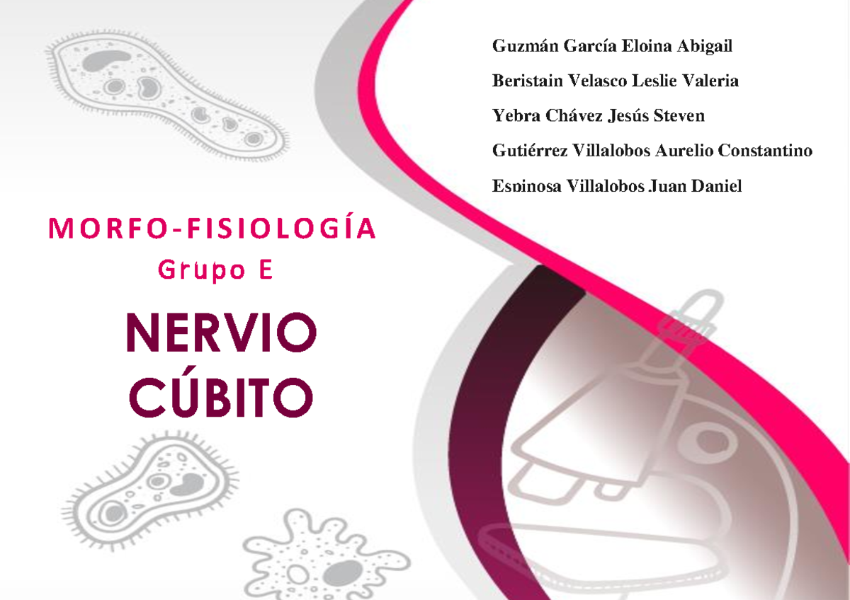Descripción a detalle del nervio cúbito - M O R F O - F I S I O L O G Í ...