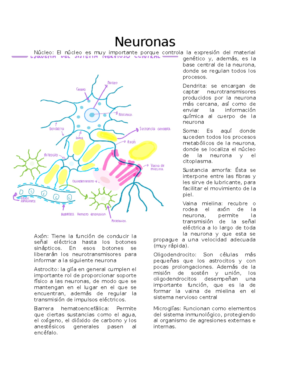 Neuronas - resumen - Neuronas Núcleo: El núcleo es muy importante ...