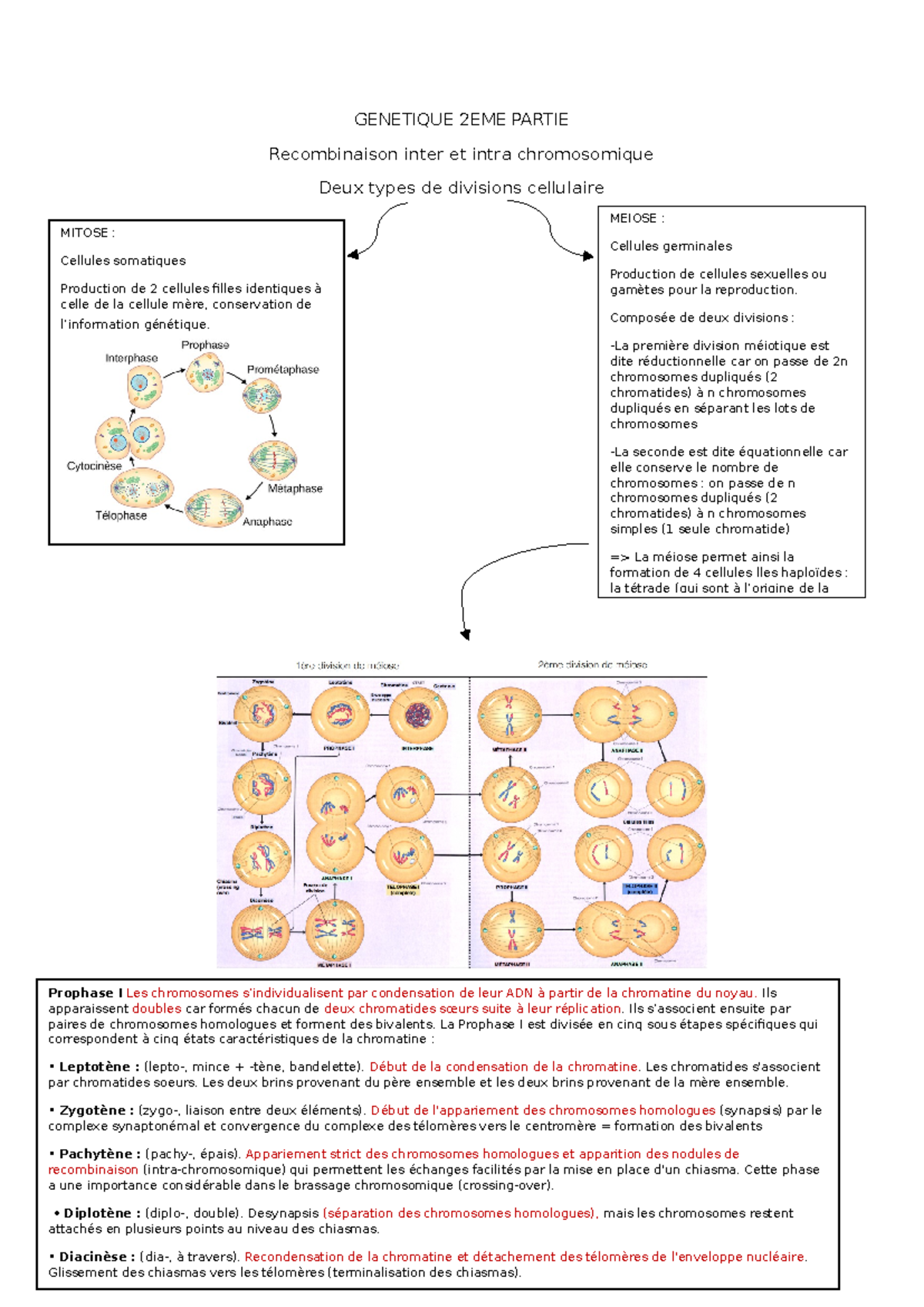 Genetique 2EME Partie - Résumé Génétique 2 - GENETIQUE 2EME PARTIE ...