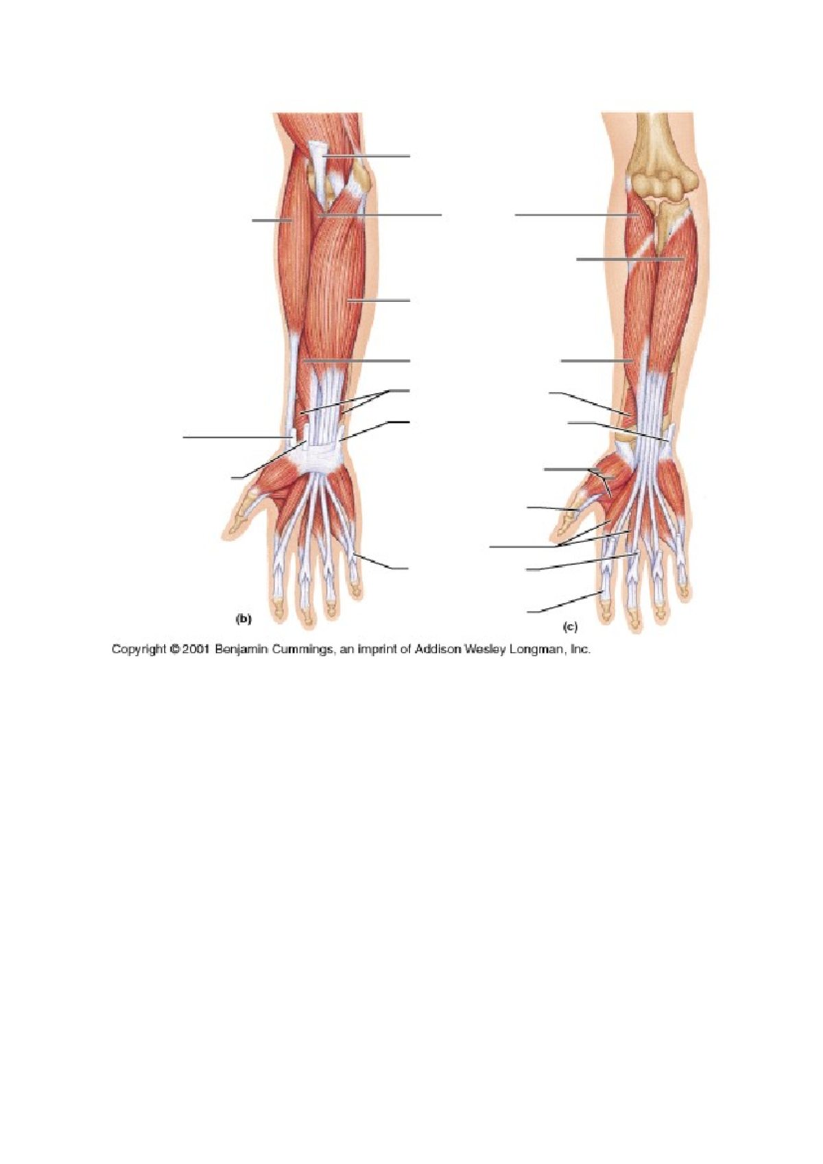 muscle identification - 1016MSC - Studocu