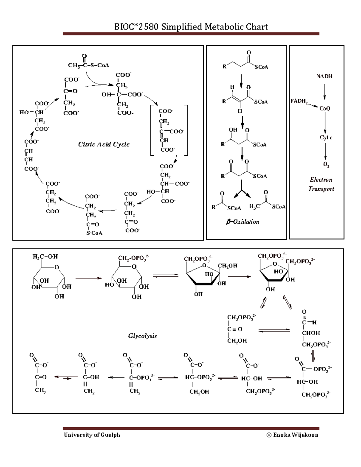 Metabolic Chart - Studocu