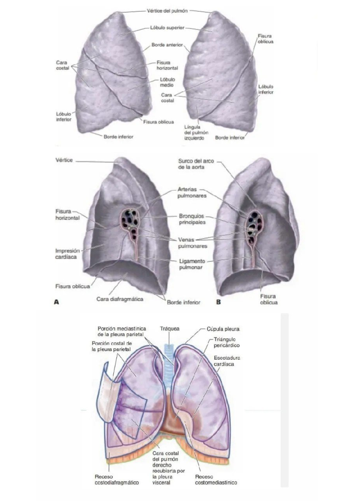 Nerdy anatomíaunlp - Vértice del pulmón Lóbulo superior Fisura oblicua ...