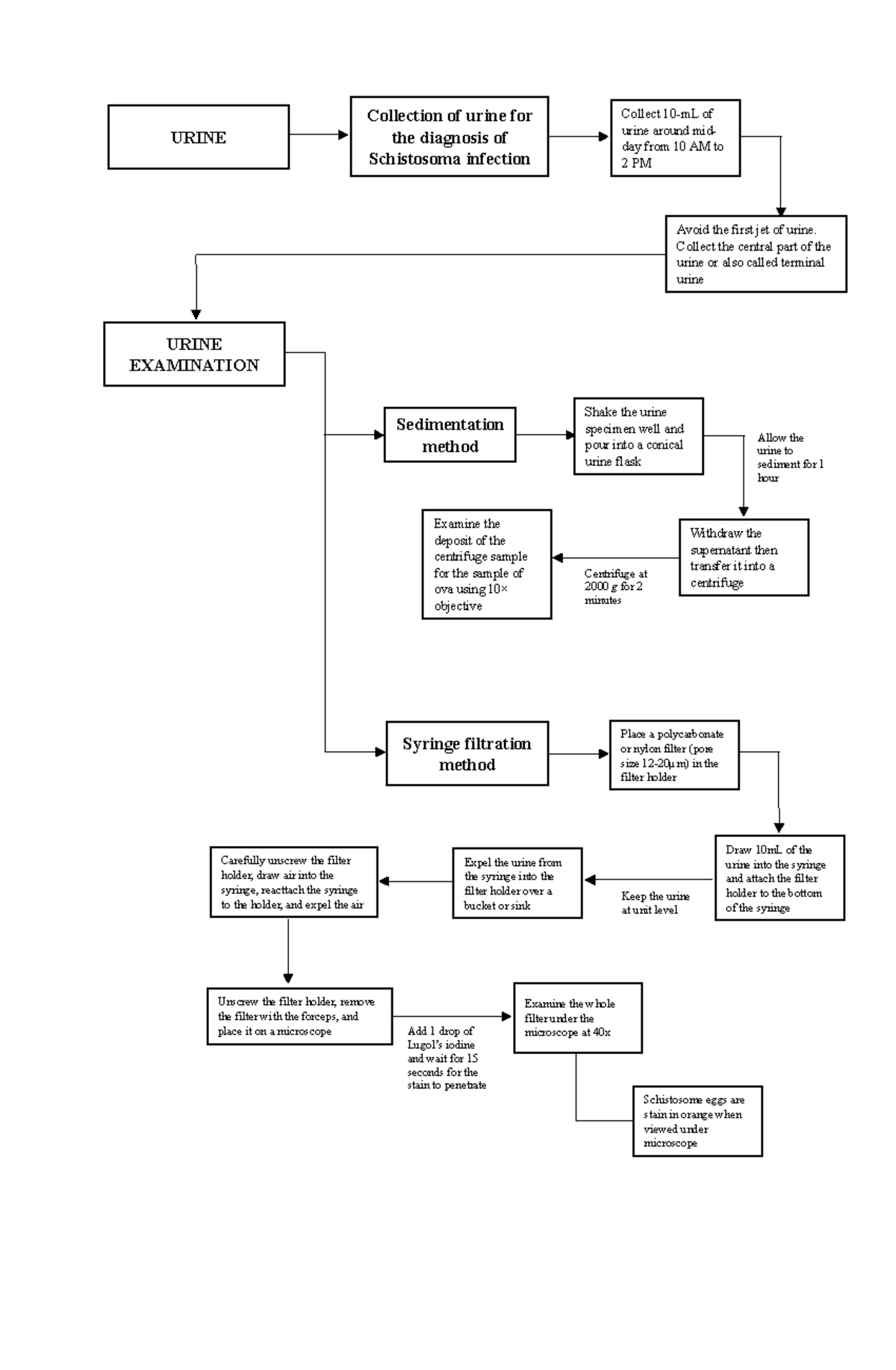 Urine flowchart - Schistosome eggs are stain in orange when viewed ...