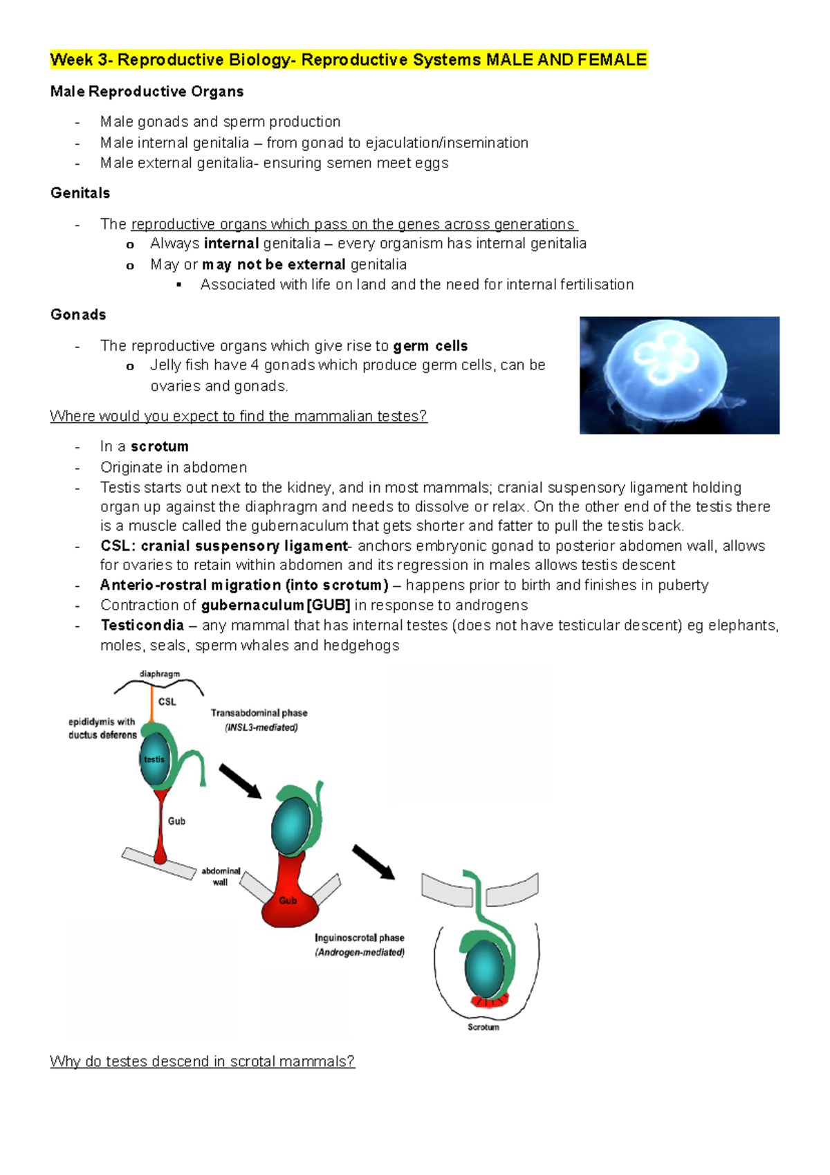 Week 3 notes - Week 3- Reproductive Biology- Reproductive Systems MALE ...