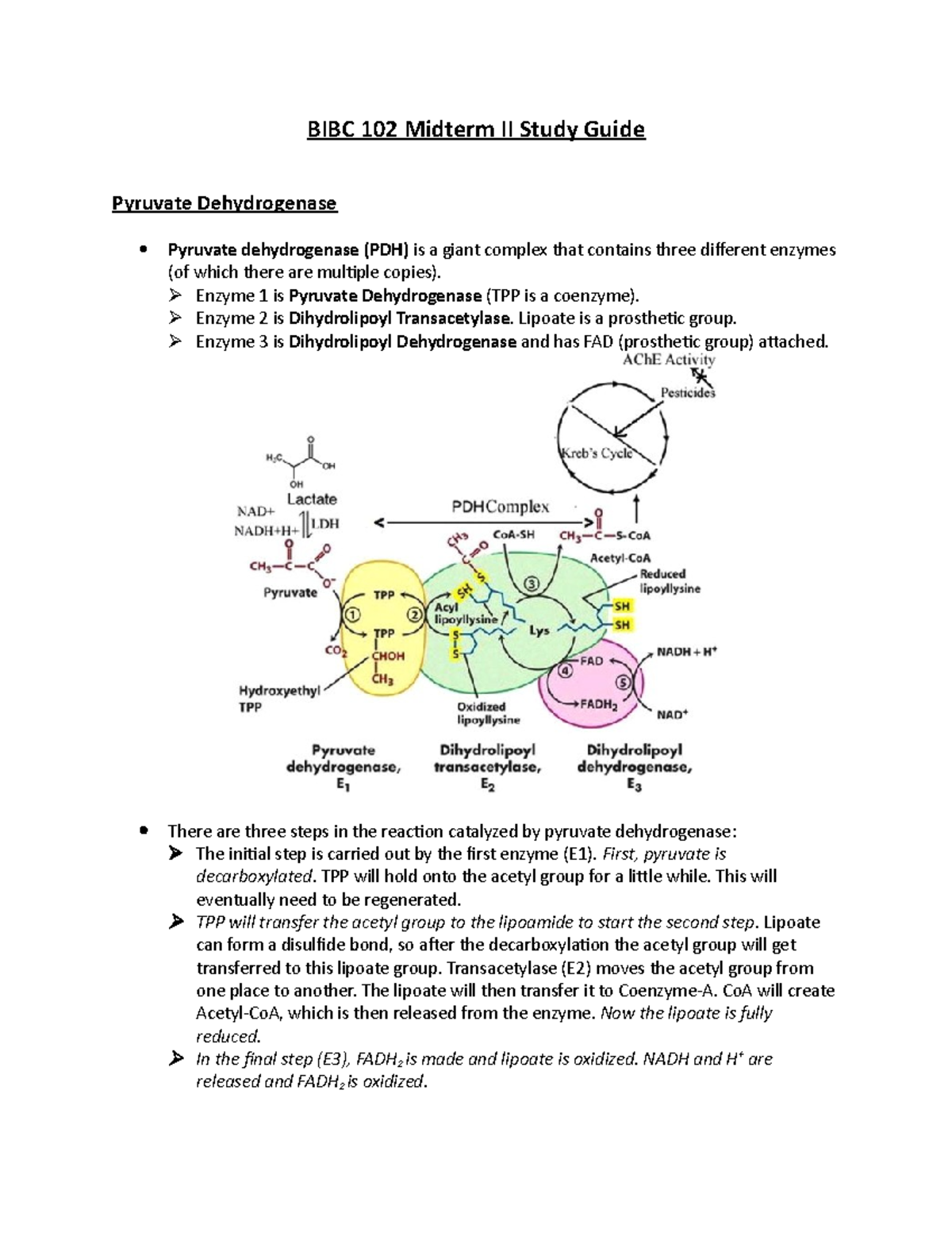 BIBC 102 Midterm 2 Study Guide - BIBC 102 Midterm II Study Guide ...