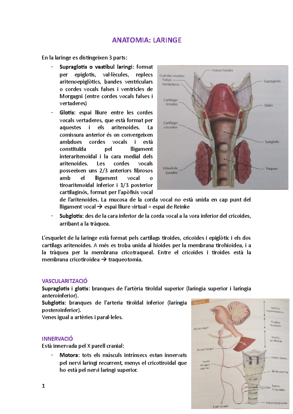 Anatomia laringe - anato - ANATOMIA: LARINGE En la laringe es ...