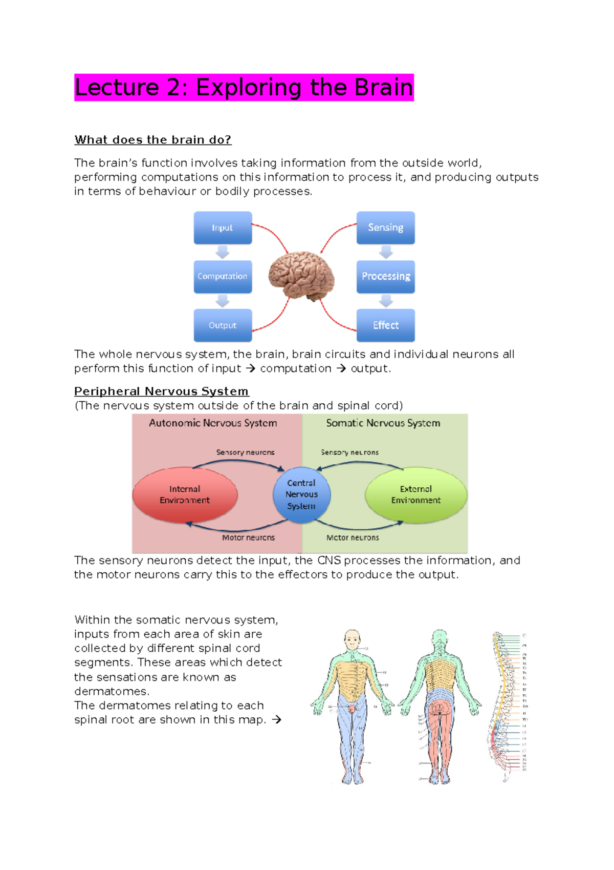 Lecture 2- Exploring the Brain - Lecture 2: Exploring the Brain What ...
