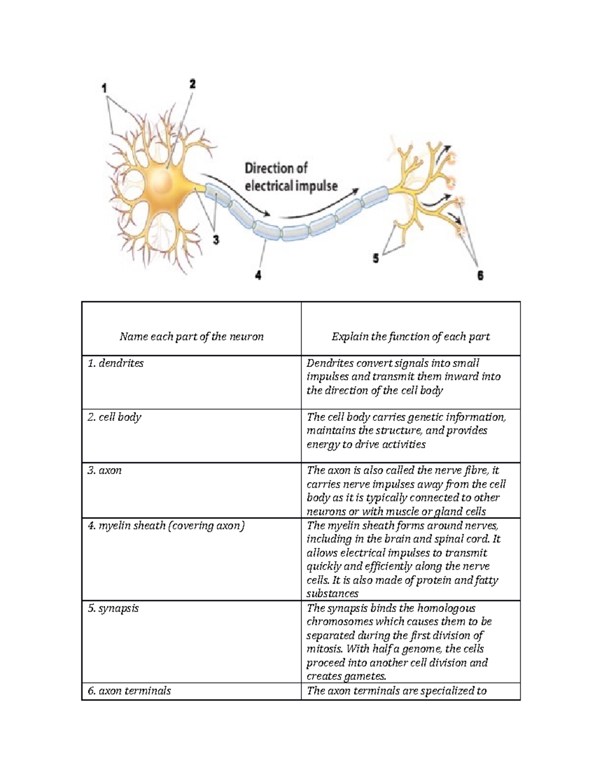 Week 2 Neuron Label Activity - Name each part of the neuron Explain the ...