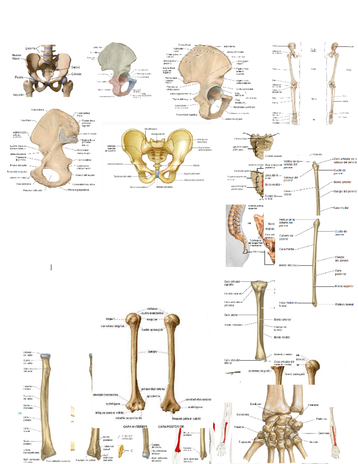 Apendicular - Anatomía General - | - Studocu