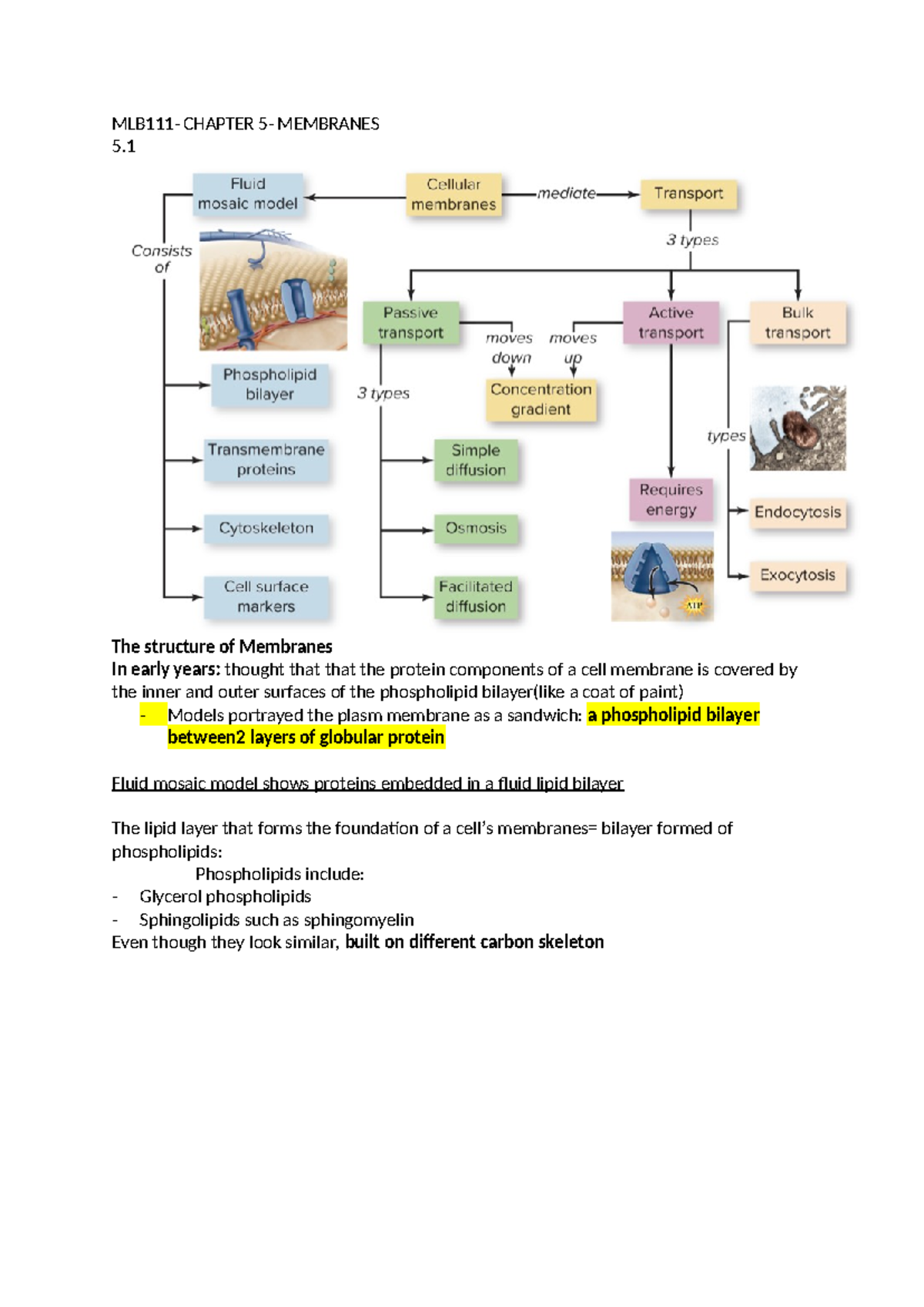 MLB111- Chapter 5 - Summary Molecular and cell biology - MLB111 ...