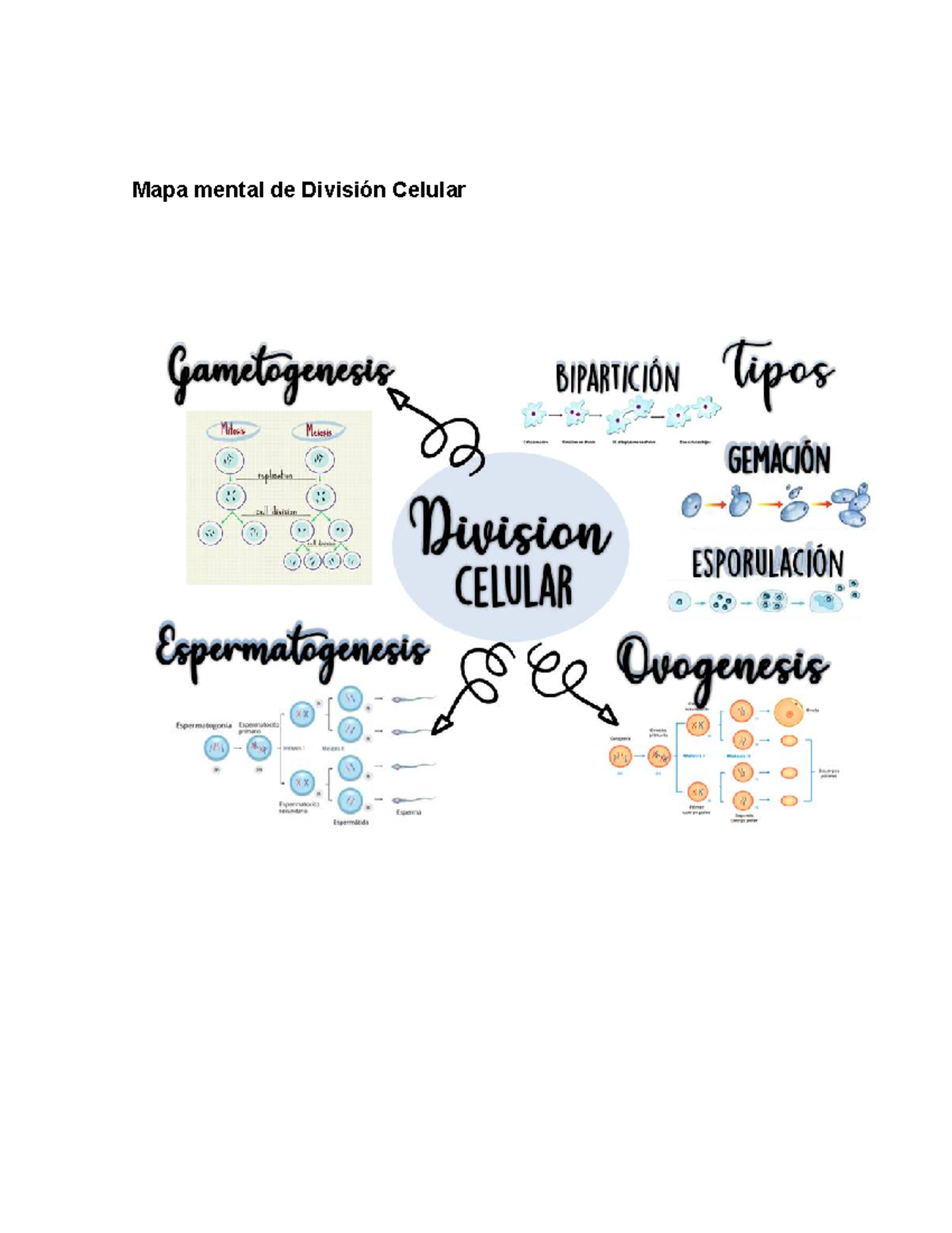 División celular biologia - Mapa mental de División Celular División ...